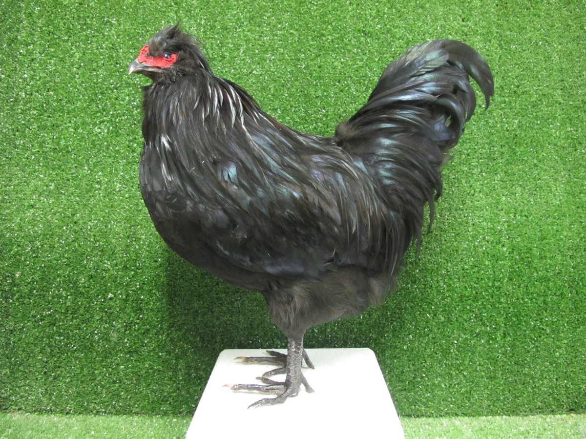 Black Araucana Chickens