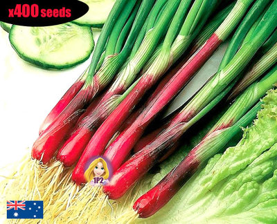 Red Beard Spring Onion x400 Seeds Spring Vegetable Seed Shallots | eBay ...
