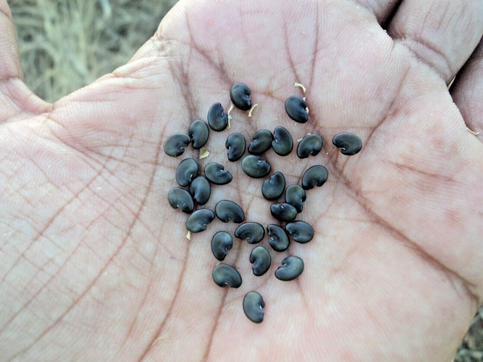 Crotalaria juncea Sun Hemp Dry Seeds Chipilin Seeds Rare Plant Semillas ...