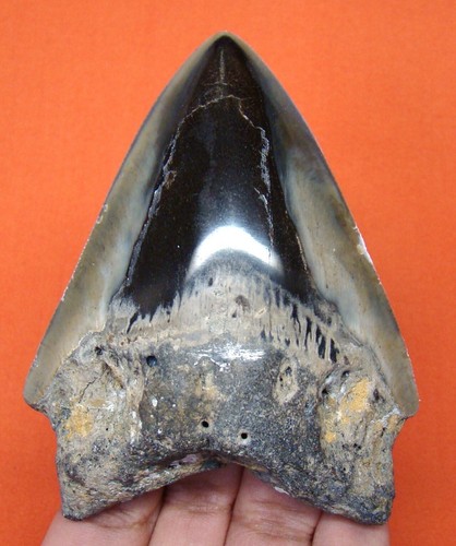 MEGALODON SHARK TOOTH - 3.49" - REAL FOSSIL - SHARK TEETH MEG - NO ...