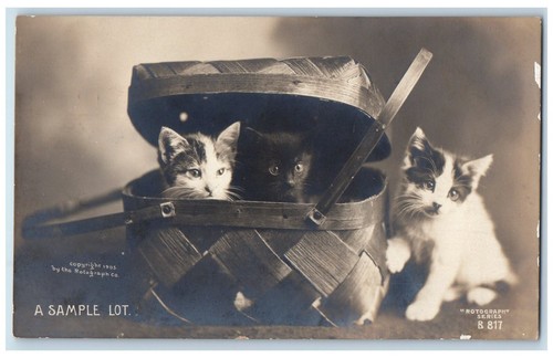 c1905 A Sample Lot Cute Kittens In Basket Rotograph RPPC Photo Antique ...
