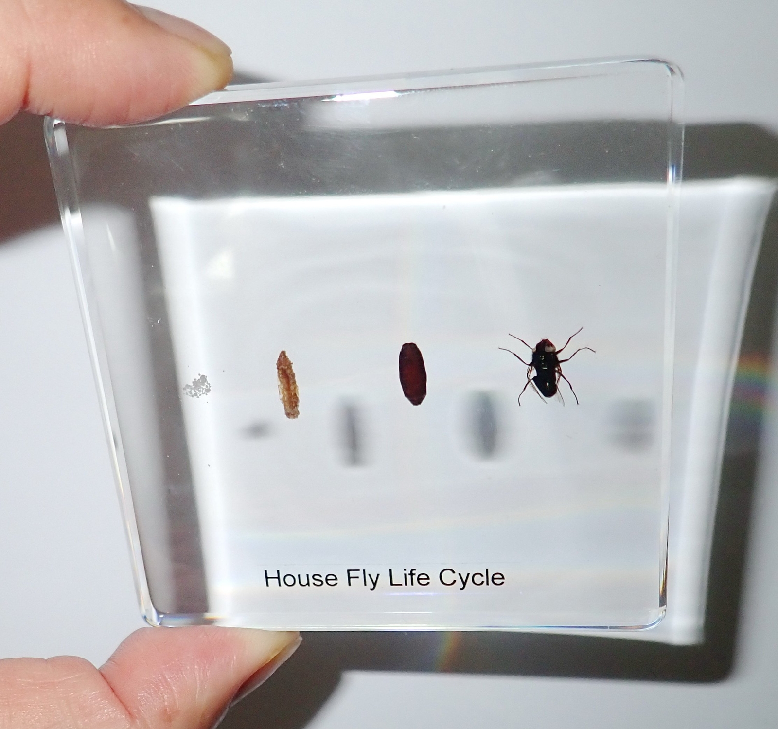 Life Cycle Of A Housefly