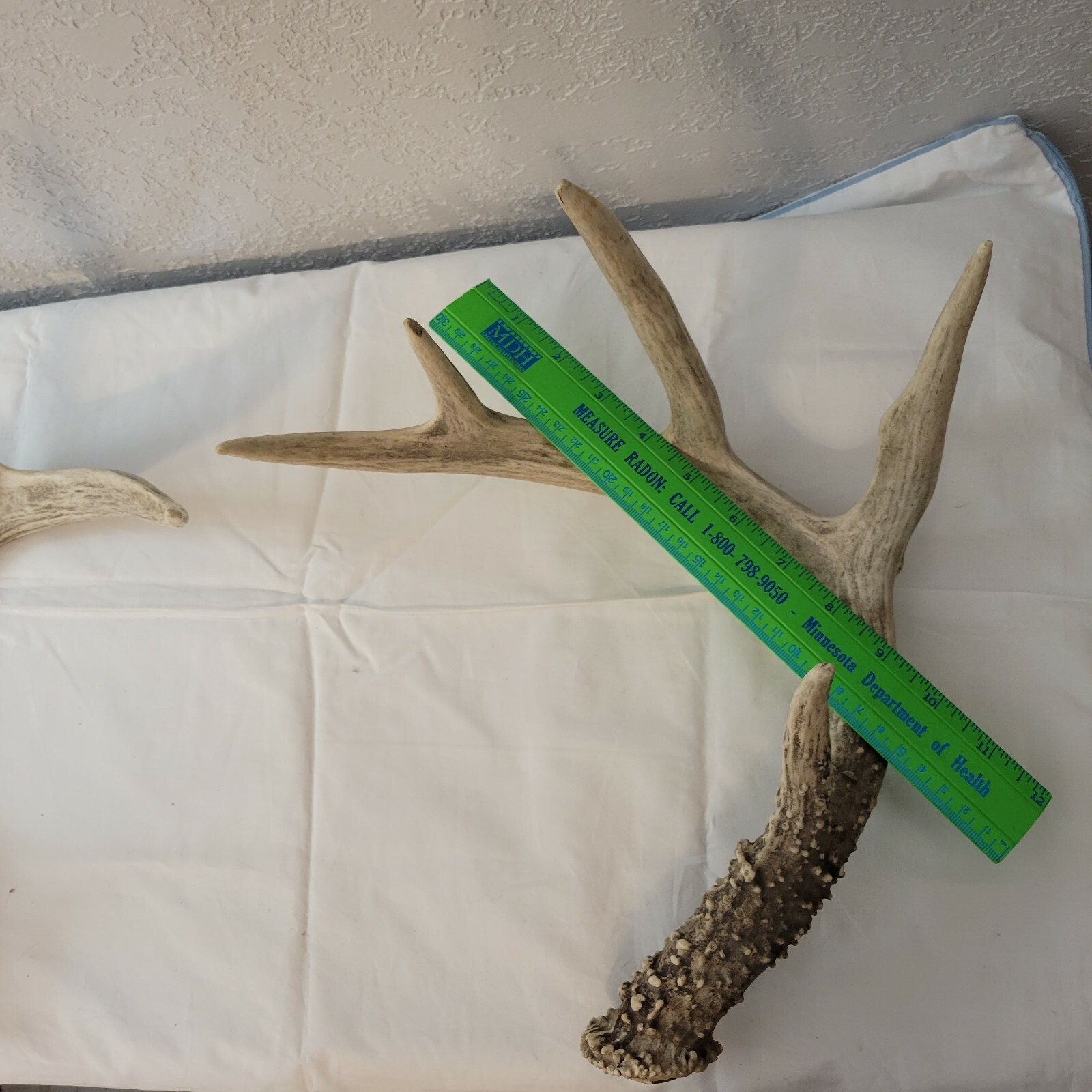 Atypical 9 Point Whitetail Deer Antlers From West Central Minnesota | eBay