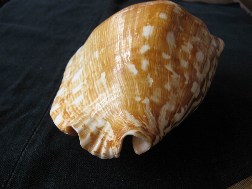 LARGE! Genuine .Very beautiful seashell, in excellent condition | eBay