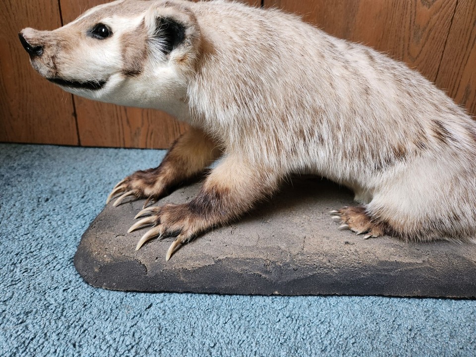 Badger Taxidermy Mounts (Great For Wisconsin Fan) | eBay