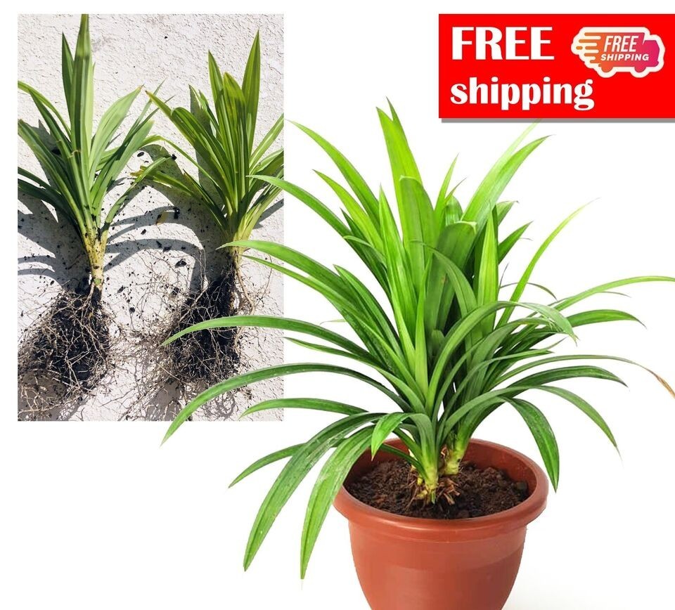 3 Pandanus amaryllifolius Pandan leaf Live fresh Plant Rooted Cuttings | eBay