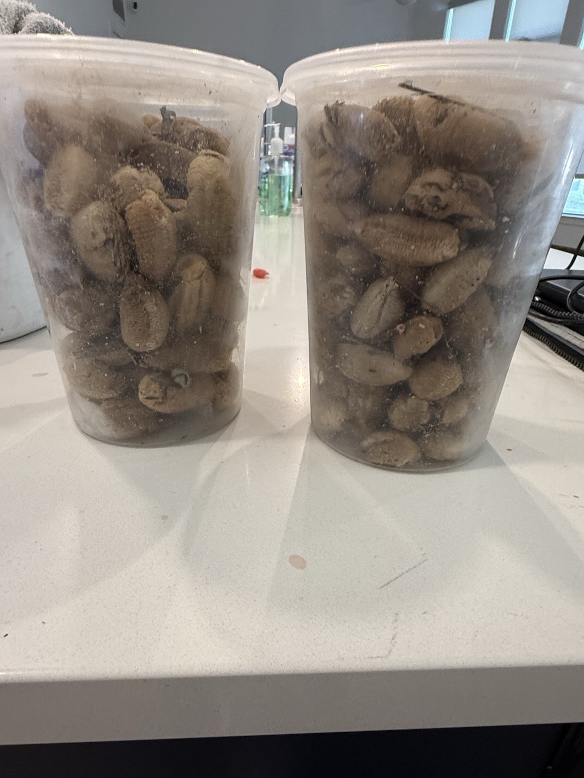 3x Pack of European Praying Mantis Egg Cases – Fertile Ootheca – 50–300 ...