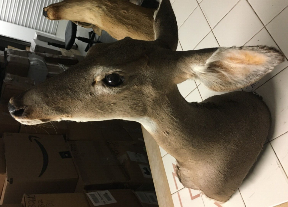 Whitetail Deer Doe Head Shoulder Mount Taxidermy | eBay