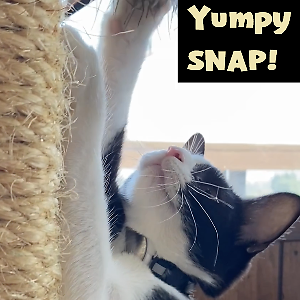 Yumpy Pet | eBay Stores