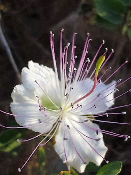 20 CAPER BUSH Edible Capers Flinders Rose Flower Capparis Spinosa Shrub ...