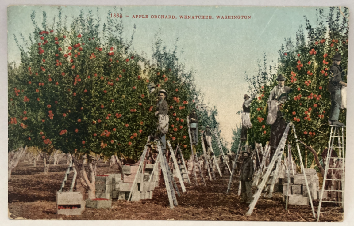 Apple Orchard, Wenatchee, Washington WA Vintage Postcard | eBay