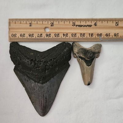 MEGALODON SHARK TOOTH HUGE + Smaller MEG TOOTH Real Fossil Shark Teeth ...