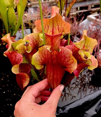 Sarracenia x Catesbaei TRUE BLOOD (carnivorous pitcher plant) | eBay UK