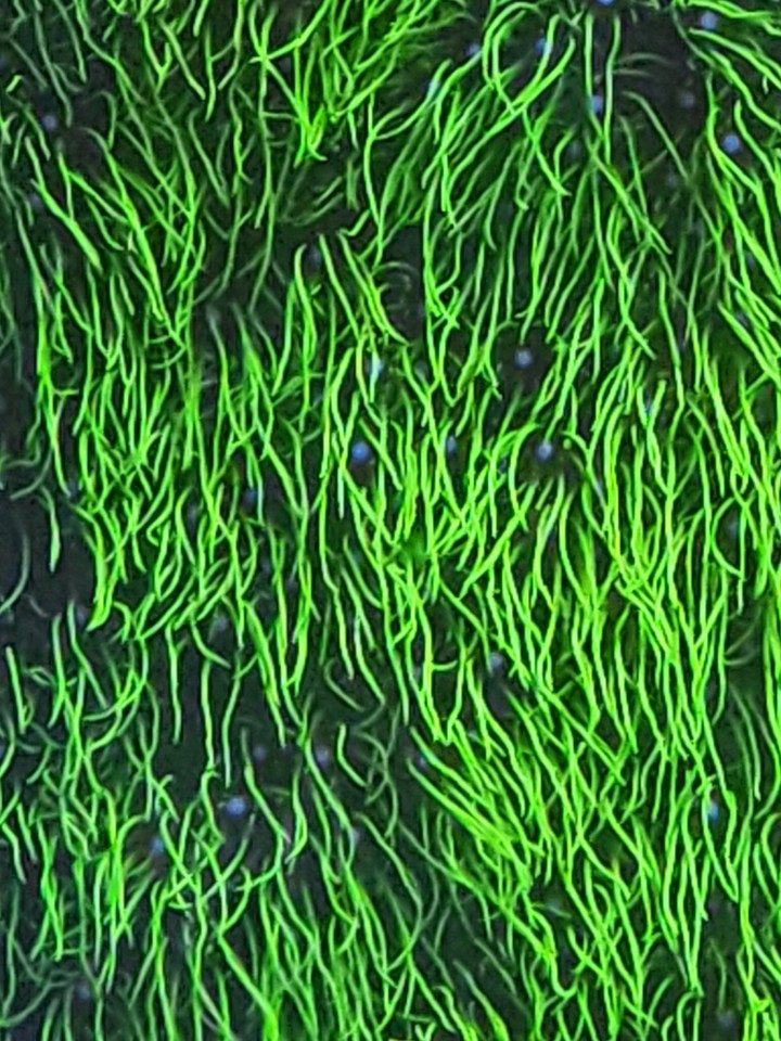 Live Ultra Green Star Polyp Coral 8"x4" Sheet | eBay