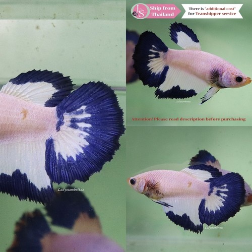 LIVE FISH BETTA (Seller in Thailand) - Blue Rim Halfmoon Female | eBay