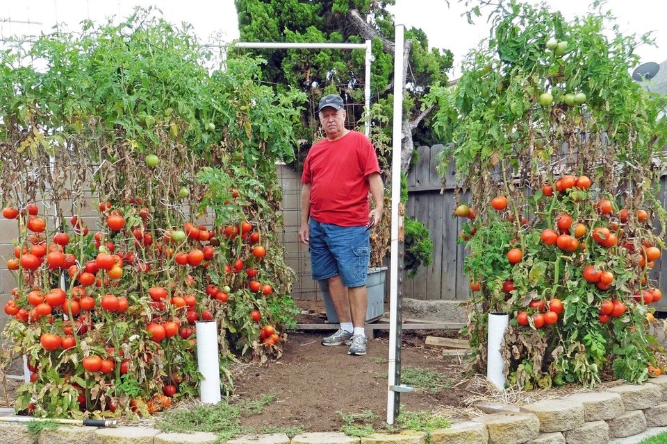 30+ Trip L Crop Tomato Seeds - TOMATO TREE -- 15 FOOT VINES -- HUGE ...