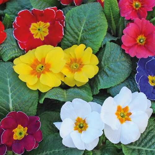 T&M Primrose Hardy Perennial Husky Mixed Garden Flower Easy Grow Plugs ...