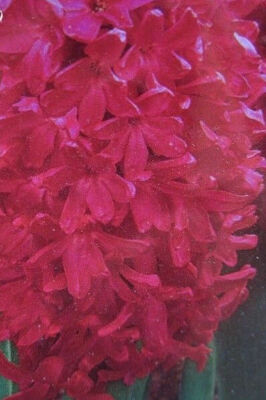 JACINTHE "Delph Red" - Hyacinthus orientalis ♫ Graines ♫ Plante ...