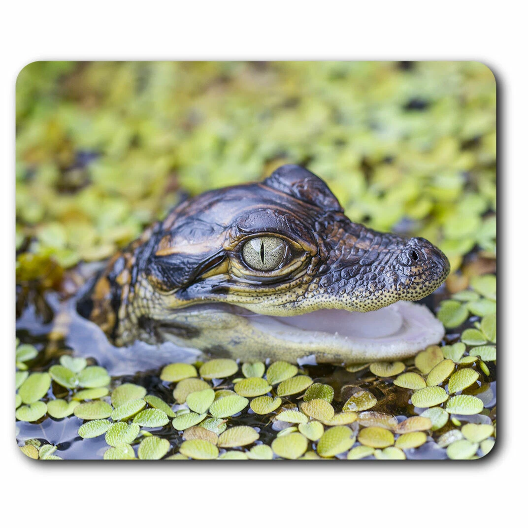 Swamp Baby Alligator