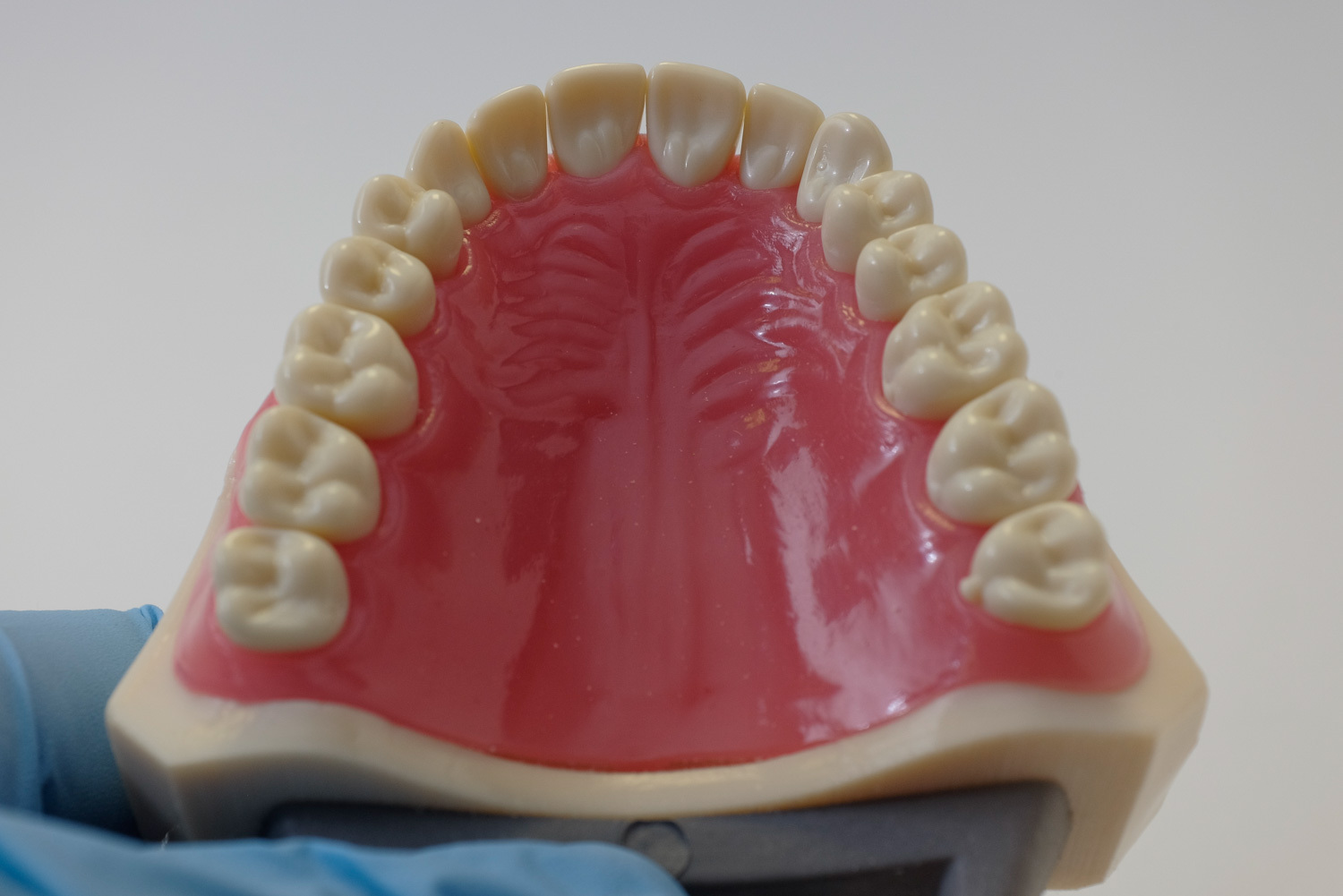 Dental Anatomy Typodont Educational Model 560 Removable Teeth NBDE NERB ...