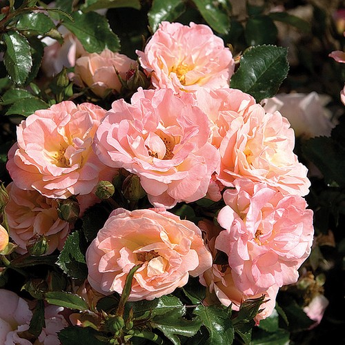 Peach Rose, Groundcover, Peach Drift® Bare Root Shrub | eBay
