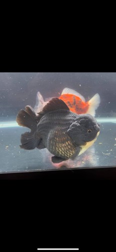 Live goldfish: 6 in Show Grade Shogun Godzilla Black Short Tail Oranda ...