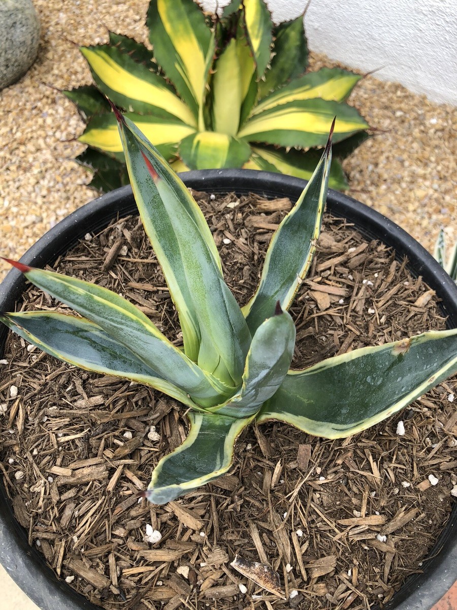 Sharkskin Agave
