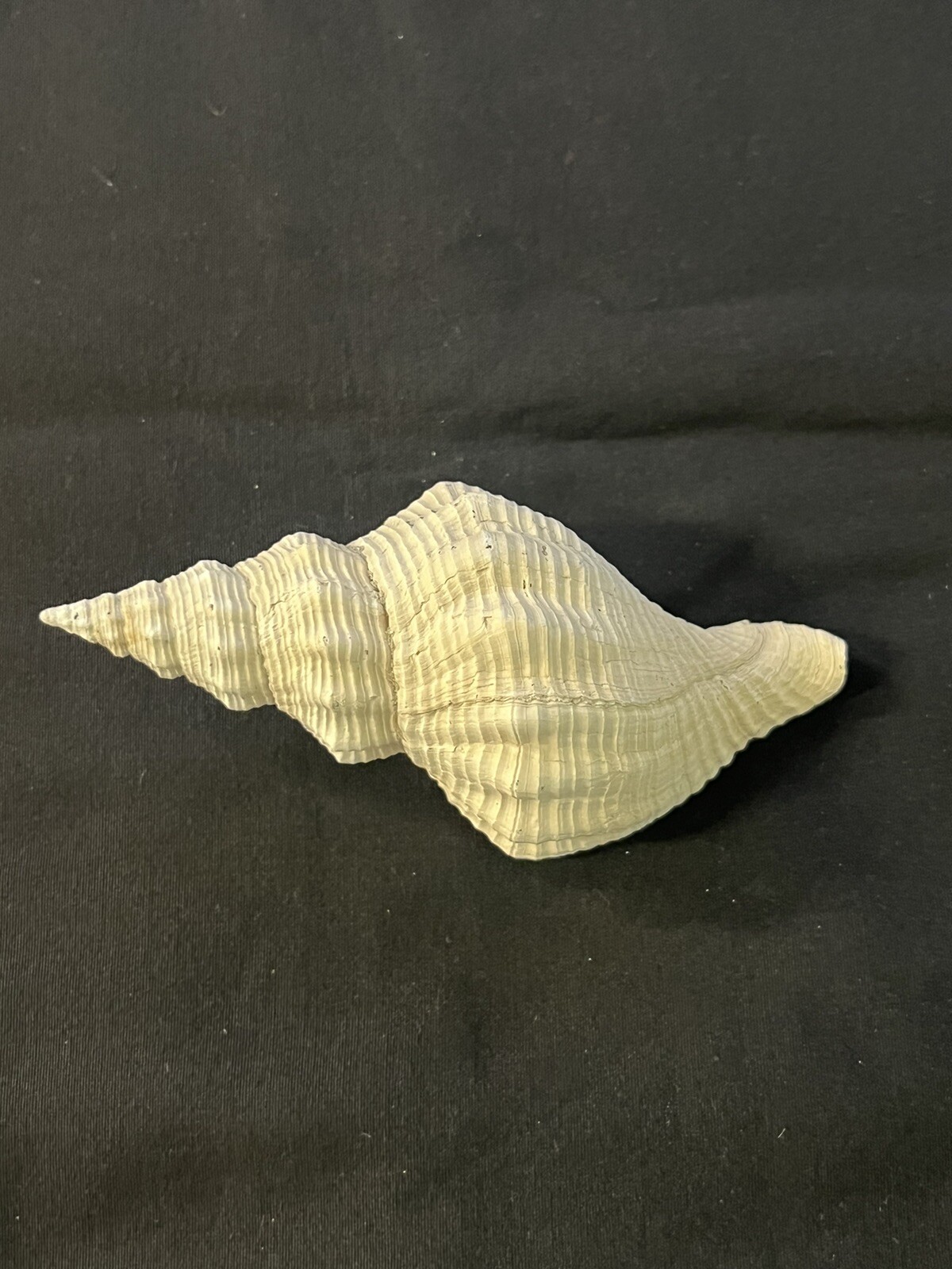 RARE Fossilized JUVENILE HORSE CONCH Shell From Central Florida ...