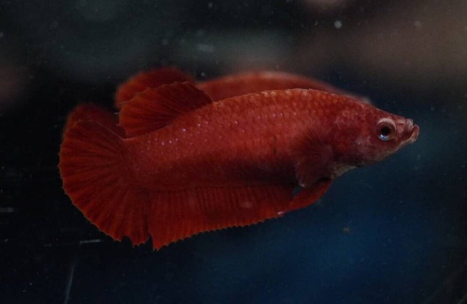 Live Betta Fish Female Super Red HMPK Plakat Quality Grade for Breed ...