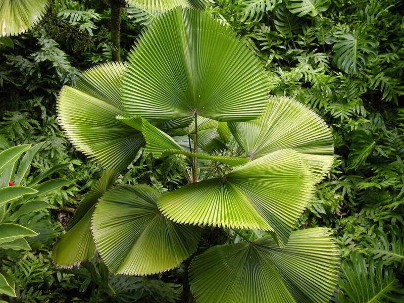 Licuala grandis, Vanuatu Fan Palm, Ruffled Palas Palm - 5 Sementes | eBay