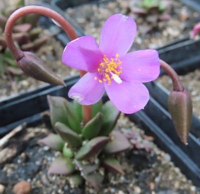 ~30 Fresh Anacampseros rufescens seeds - Beautiful Pink Flowers - 2024 ...