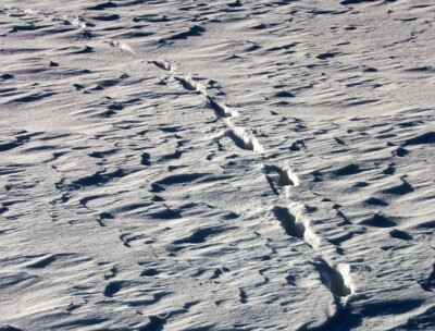 Photo 6x4 Tracks in the snow Chandler's Cross/SO7738 Possibly fox ...