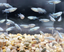 8 Miyuki Medaka, Platinum Blue Japanese Rice Fish, Easy Hardy Aquarium ...