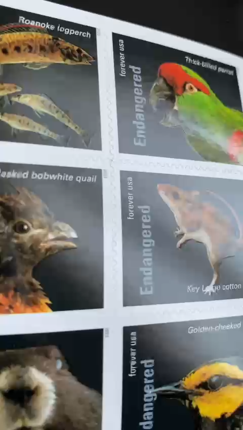 USA 2023 Stamps MNH Forever Endangered Species Animals Wolf Bird Rabbit ...