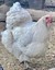 12 BYM Chicken Hatching Eggs Ameraucana Orpington Wyandotte Maran ...