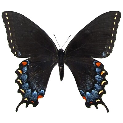 Papilio glaucus BLACK FORM FEMALE swallowtail butterfly Indiana ...