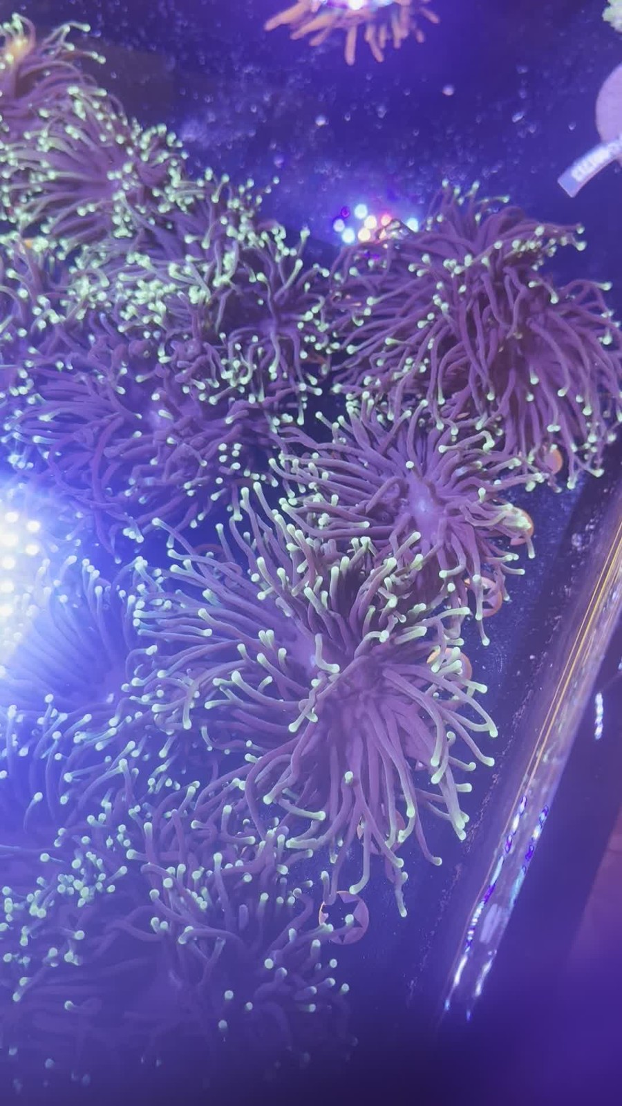 Black Panther Torch Coral | eBay