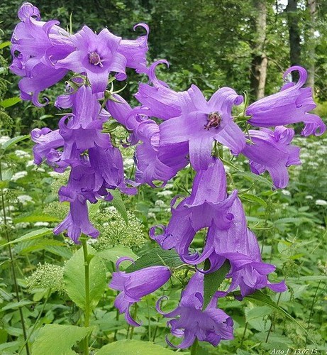 GREAT BELLFLOWER 203 SEEDS, CAMPANULA LATIFOLIA, LAVENDER-BLUE, USA ...