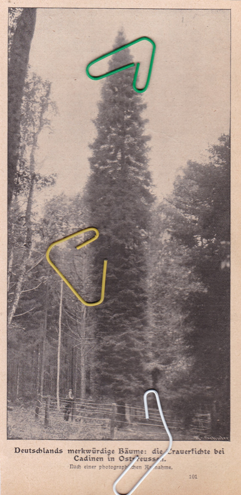 Cadinen Kadyny Polen 1900 Foto " Trauerfichte bei Cadinen " S/W Druck ...