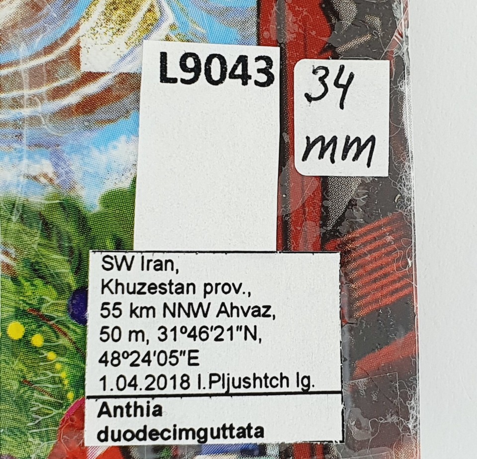 Carabidae, Anthia duodecimguttata, A1, 34 mm., Iran | eBay