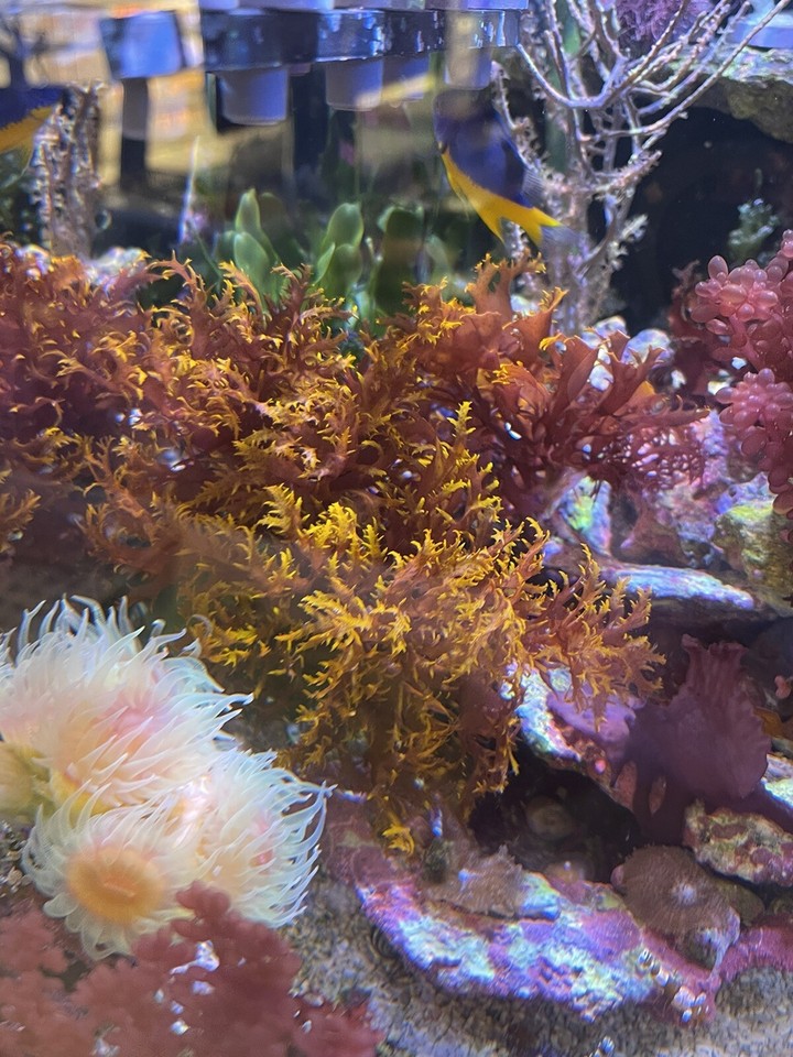 Dragon’s Breath Red Macro Algae Saltwater Marine Refugium Reef Tank ...