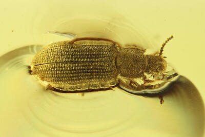 Rare Ironclad Beetle Zopheridae Xylolaemus Fossil insect Baltic amber ...