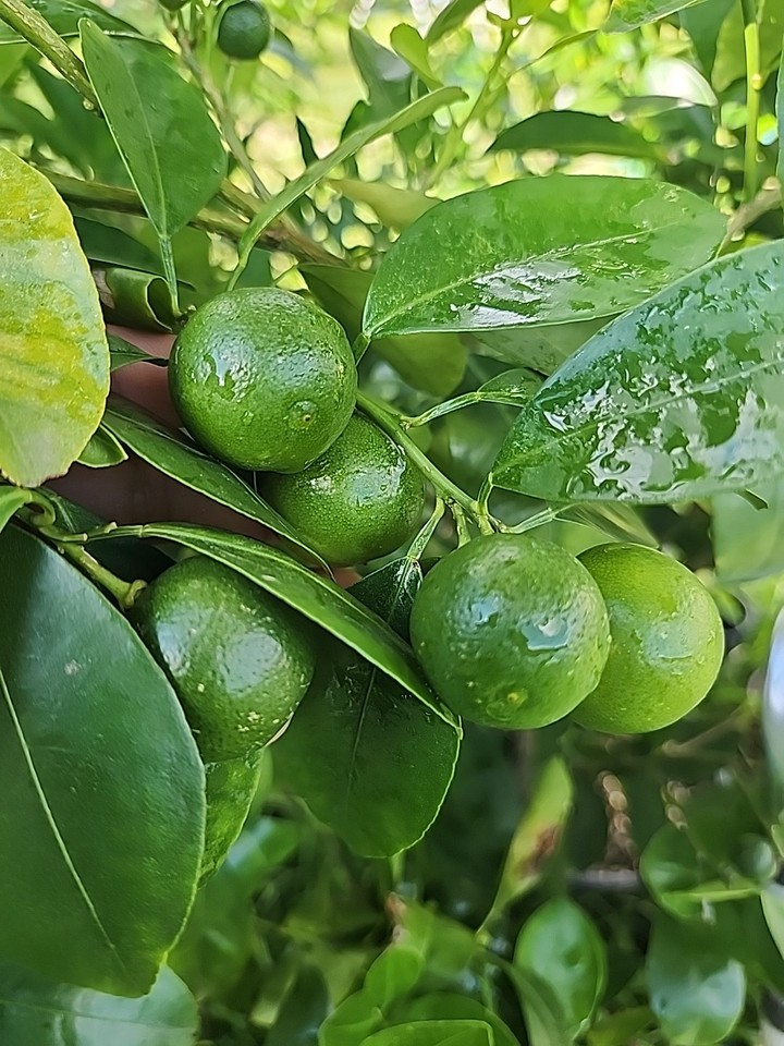1 Pot Calamansi Plant Seedling, Asian Calamansi | eBay