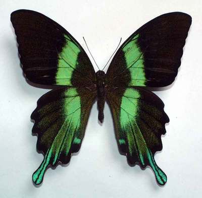 PAPILIO BLUMEI FRUHSTORFERI - FANTASTIC ABERATION - set/spread specimen ...