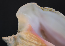 Conch Shells for sale | eBay