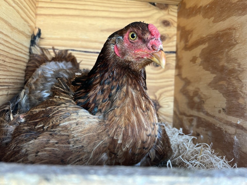 12+ Rare Indio Gigante Hatching Eggs *World’s Tallest Chicken Breed* | eBay