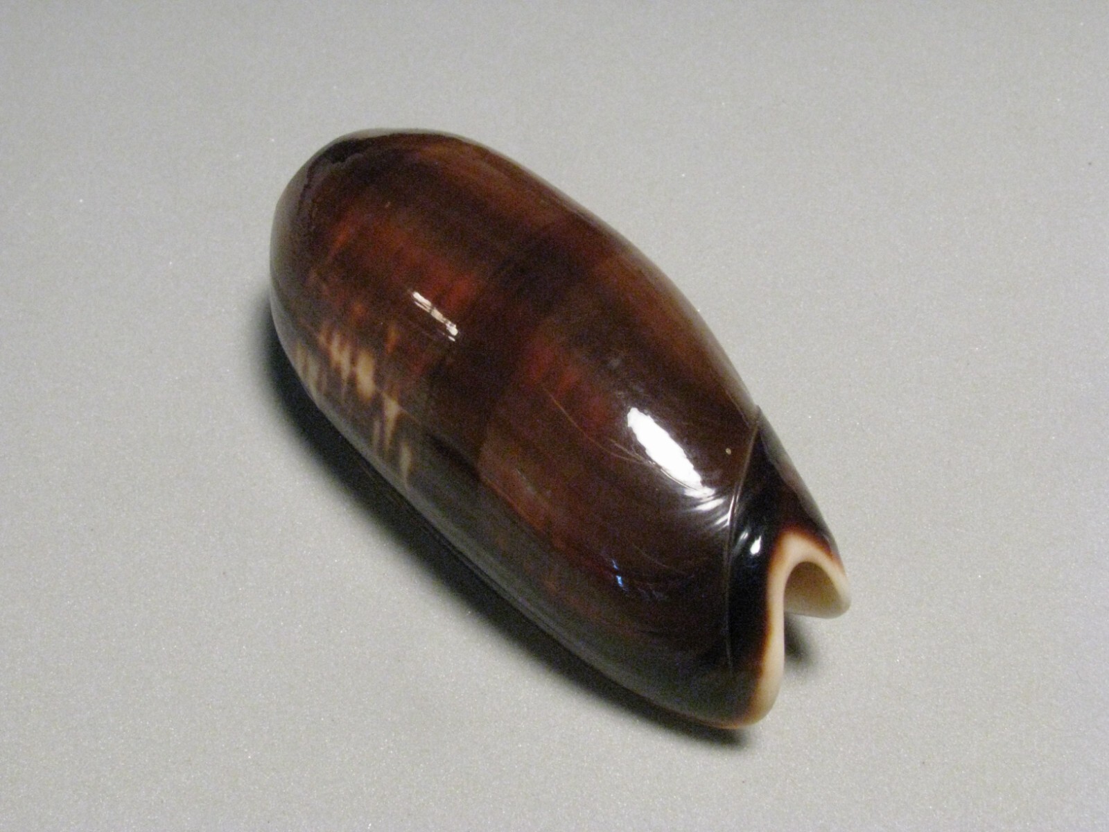 Oliva miniacea f. marrati Johnson, 1910 "GIANT!" (71.5mm) | eBay