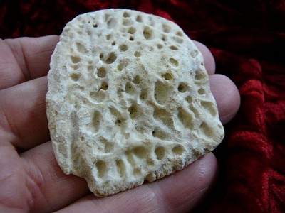 (G500-317) 2-1/4" Gator ALLIGATOR BACK SCUTE bone bones BONY skutes ...