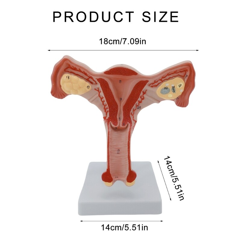 Medical Training Models - Anatomical Uterine Reproductive Organs ...