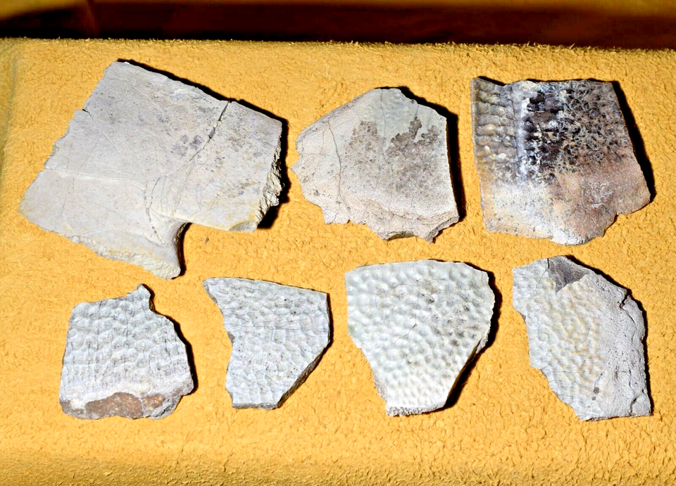 Prehistoric Eocene Fossil Turtle Shell Fragments Amazing Preservation ...